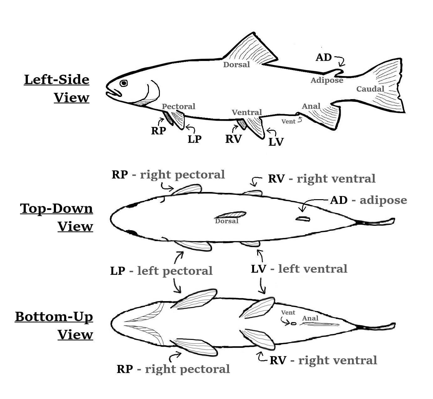 Vermont Angler Science Submission Form